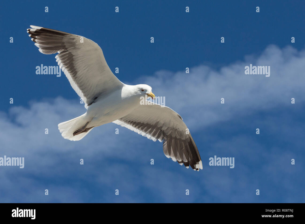 Coastal birds in flight hi-res stock photography and images - Alamy