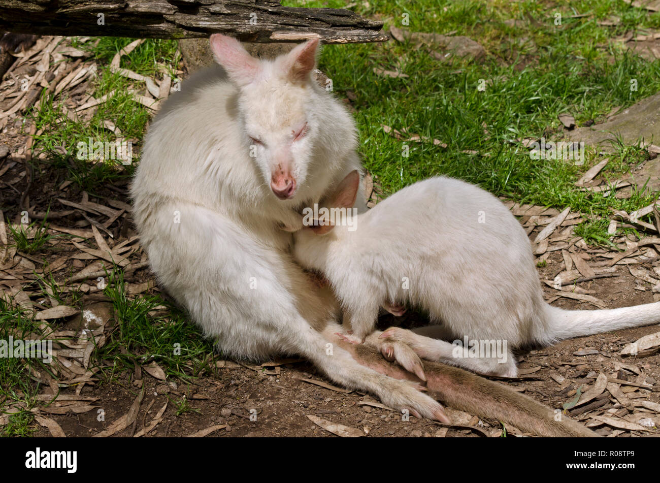 From their mothers hi-res stock photography and images - Alamy