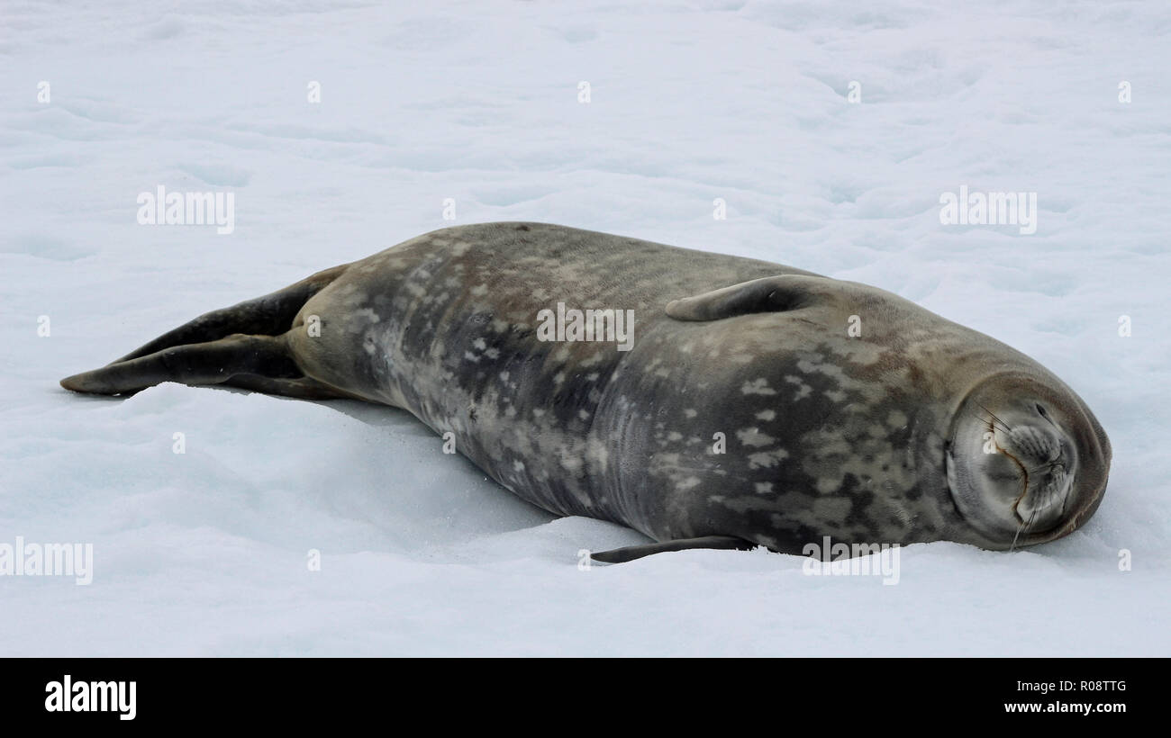 Antarctic seal sleeping hi-res stock photography and images - Alamy