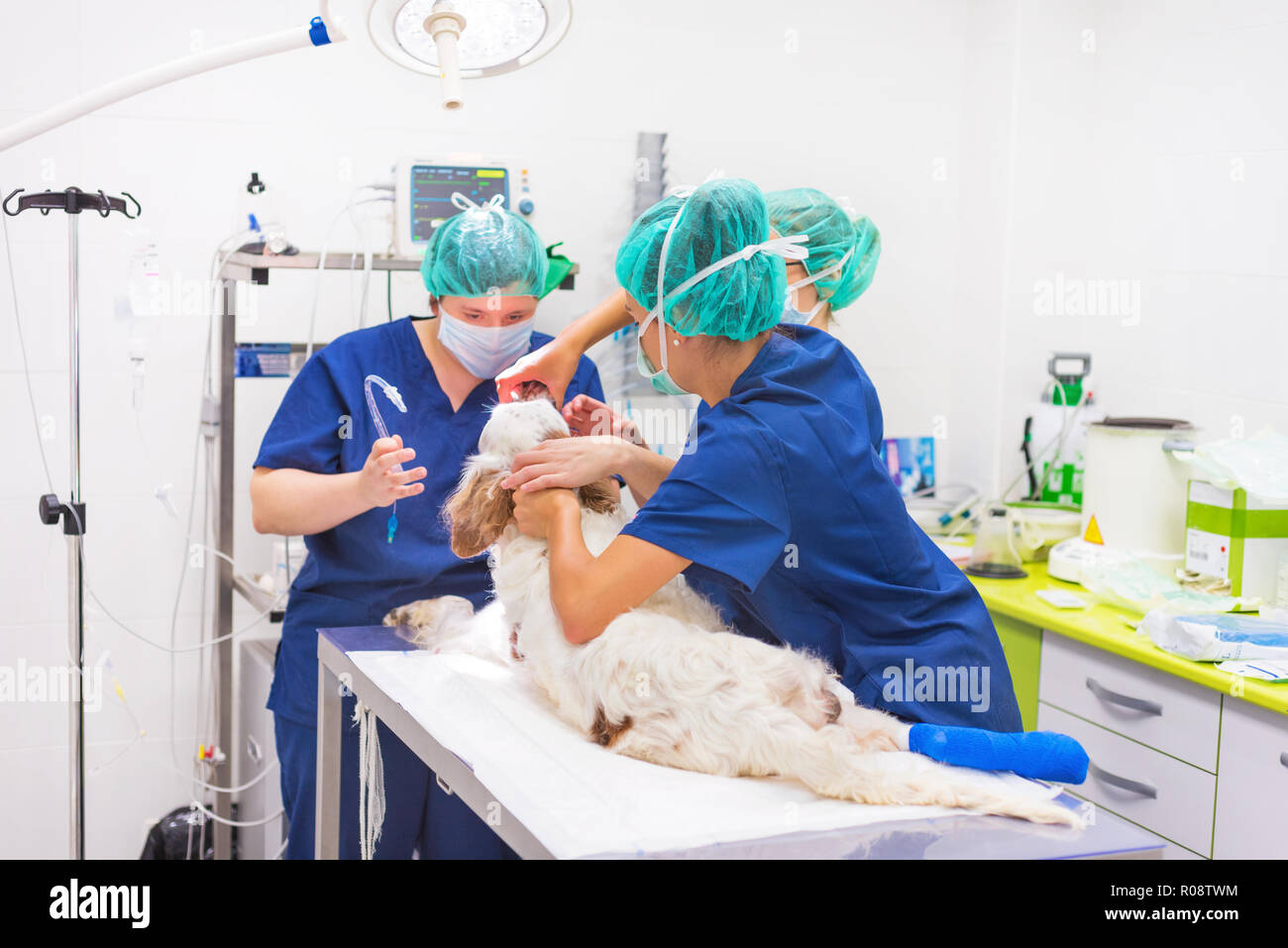 Animal operating theatre hi-res stock photography and images - Alamy