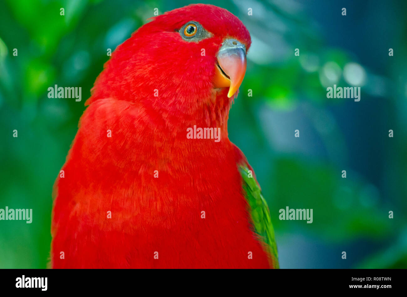 The Red Lory High Resolution Stock Photography and Images - Alamy
