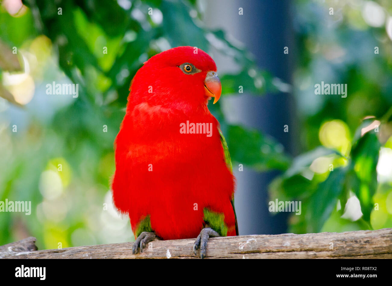 The red lory hi-res stock photography and images - Alamy