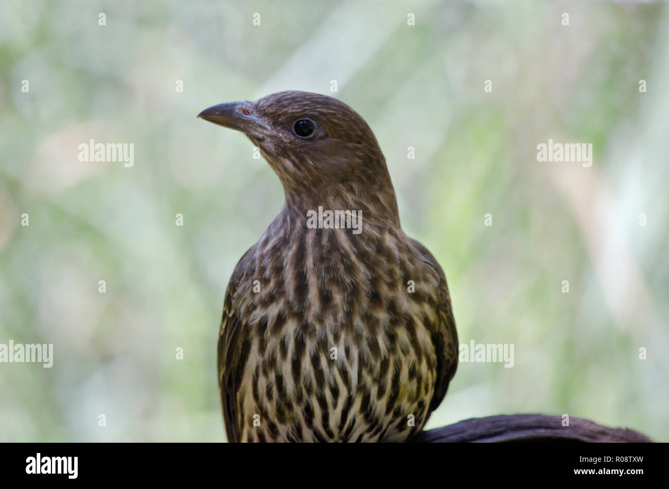 Female fig bird hi-res stock photography and images - Alamy