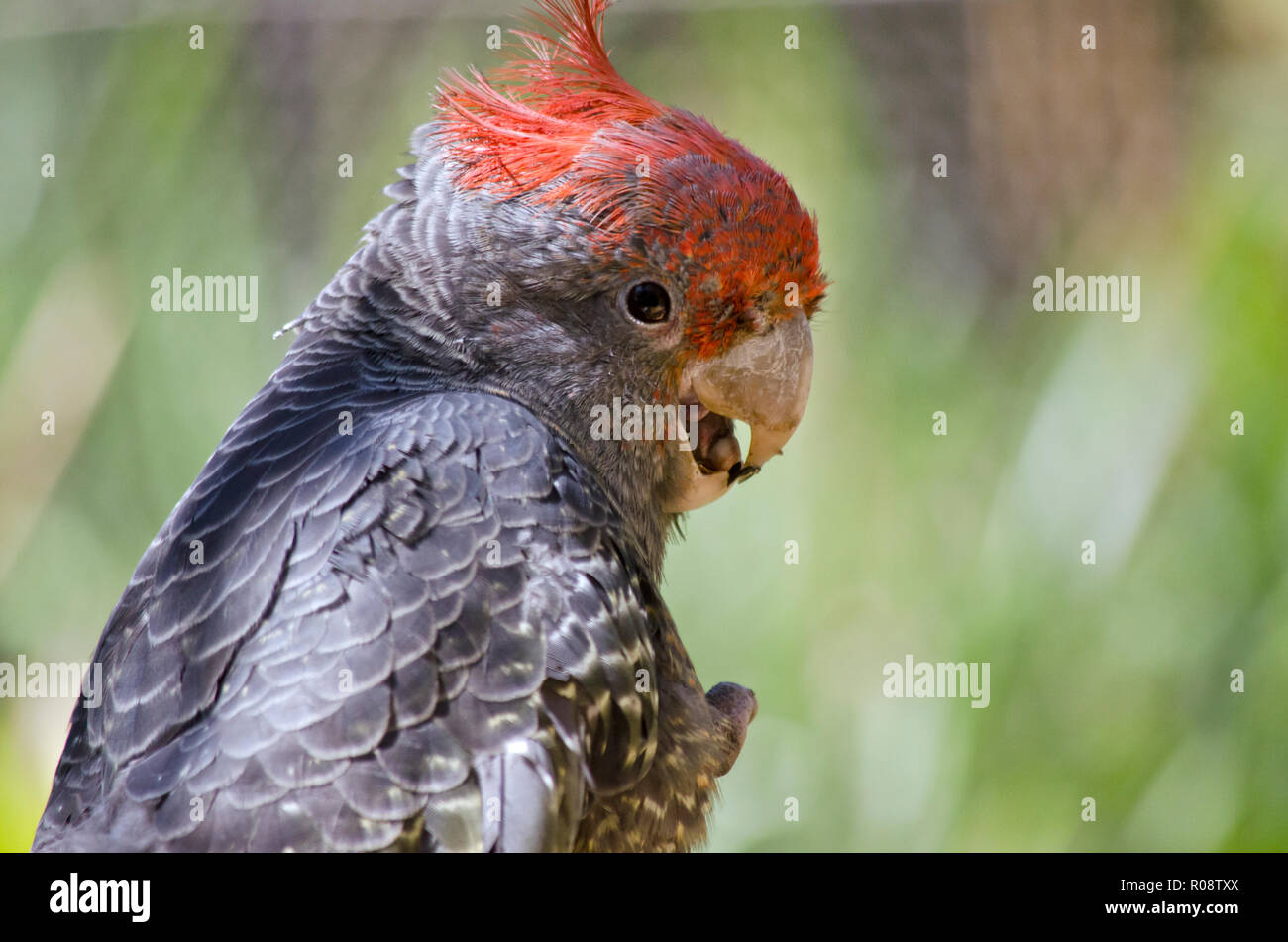 Gang gang parrot hi-res stock photography and images - Alamy