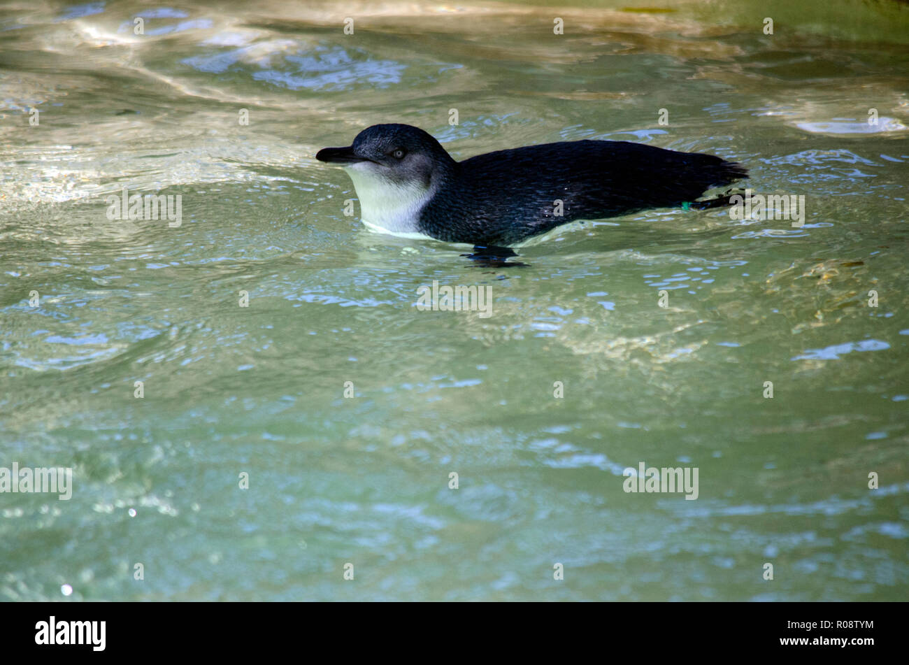 Fairy penguin hi-res stock photography and images - Alamy