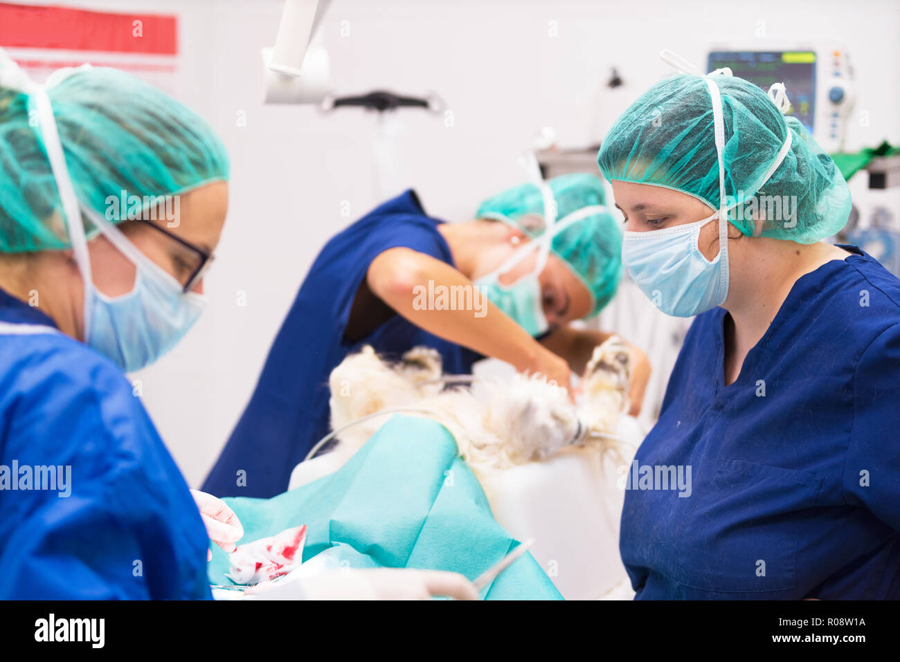 Animal operating theatre hi-res stock photography and images - Alamy