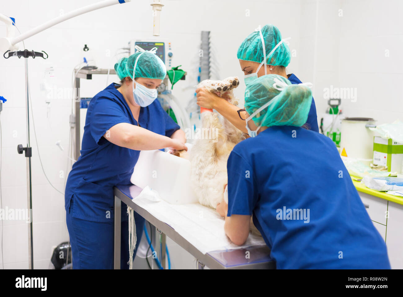 Animal operating theatre hi-res stock photography and images - Alamy