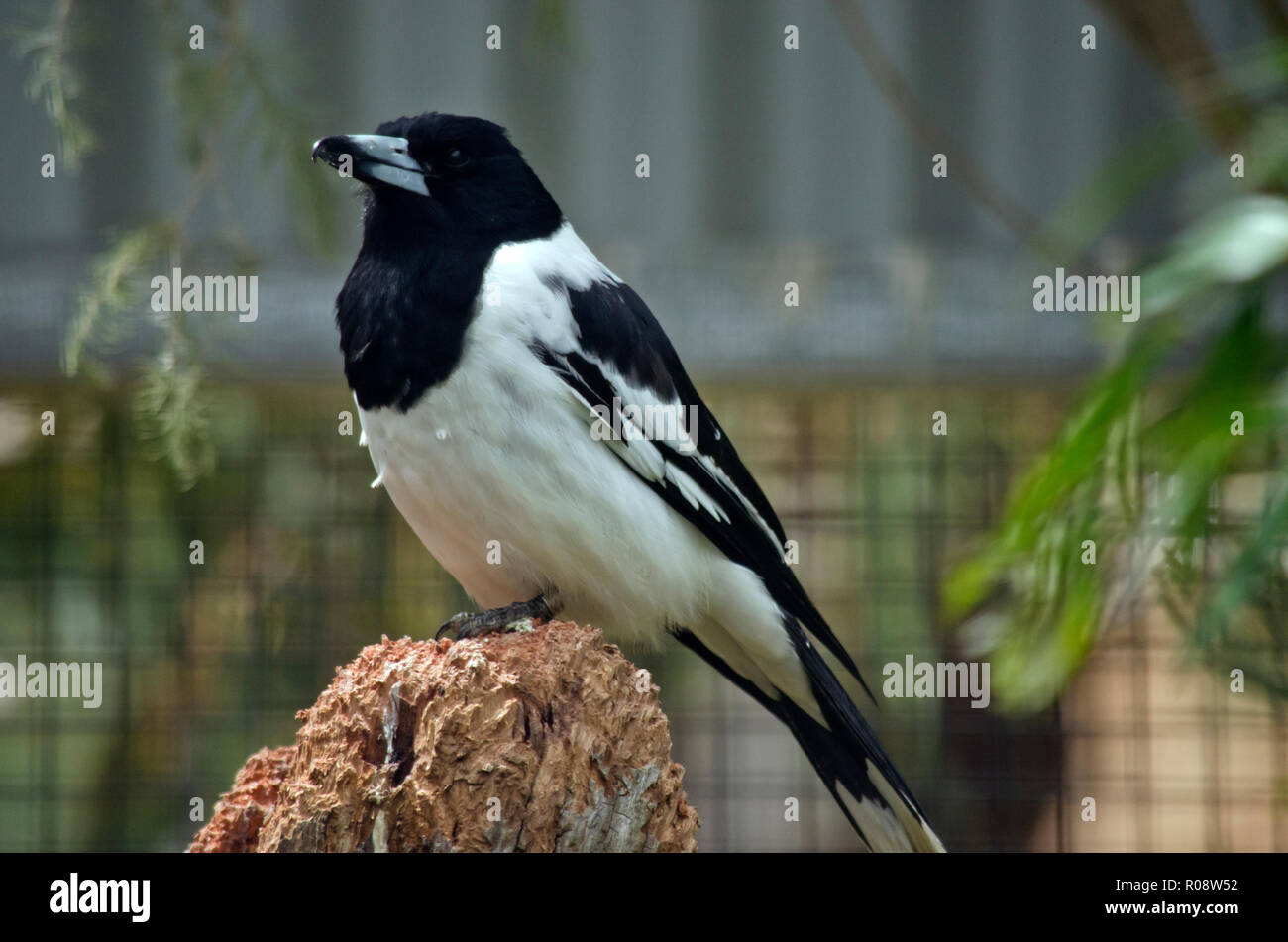 the pied butcher bird is sitting on a tree stump Stock Photo - Alamy