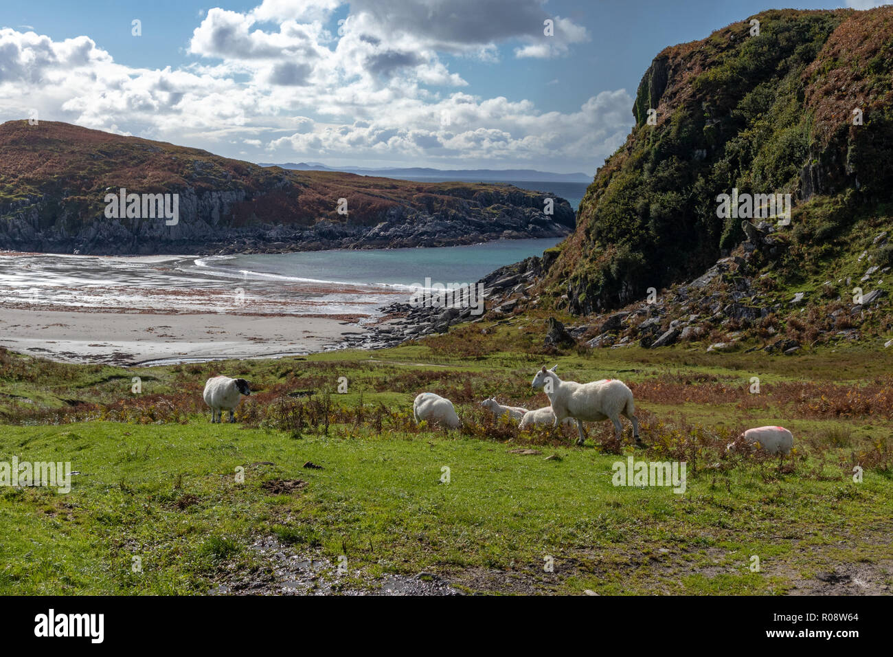 Sheep at the Beach Stock Photo - Alamy