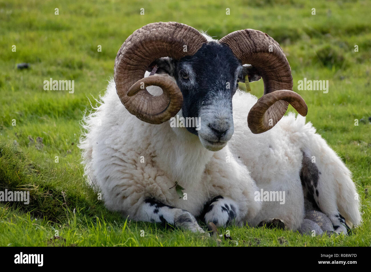 Sitting ram hi-res stock photography and images - Alamy