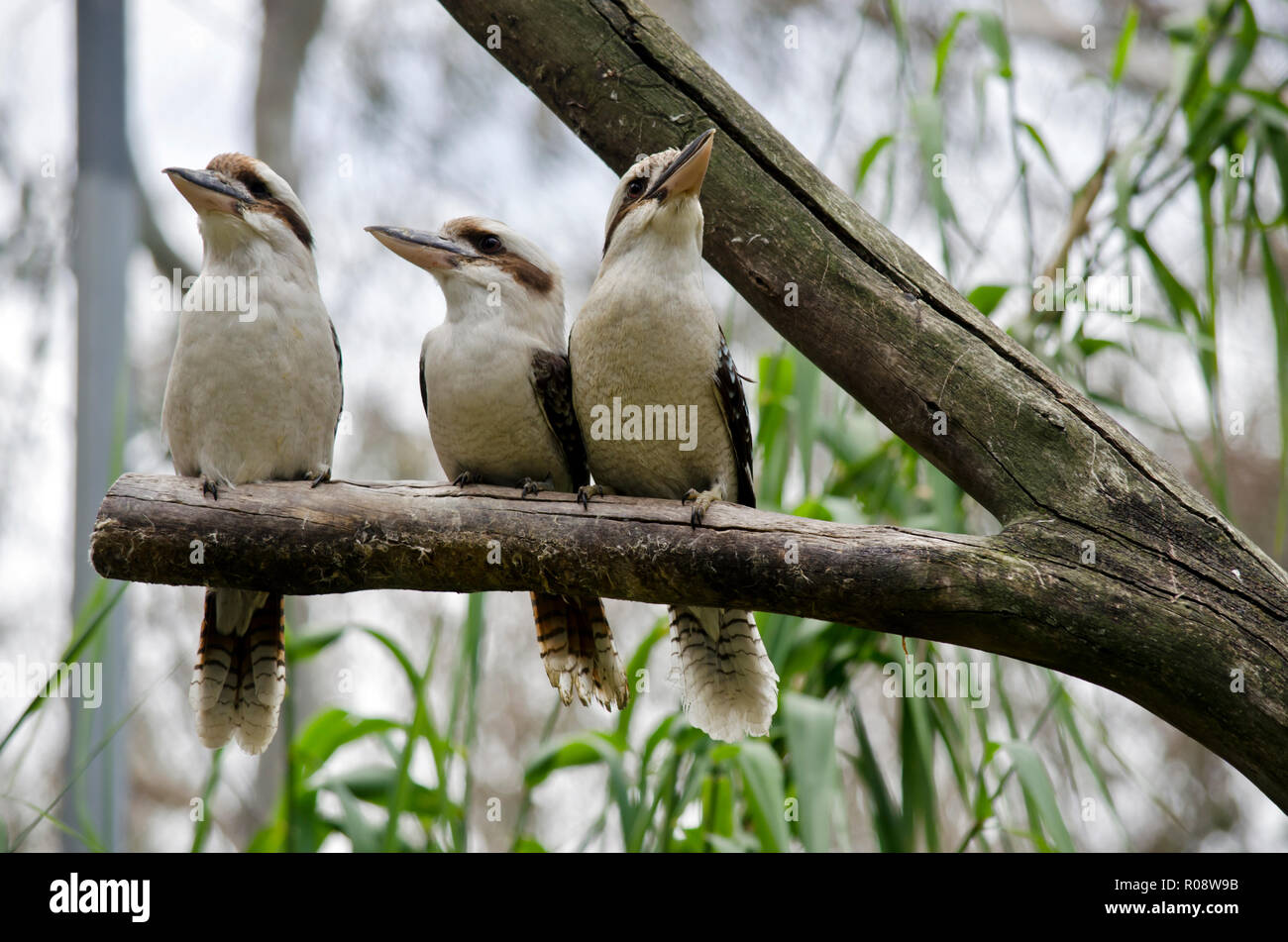 three kookaburras are sitting on the branch of a tree Stock Photo - Alamy