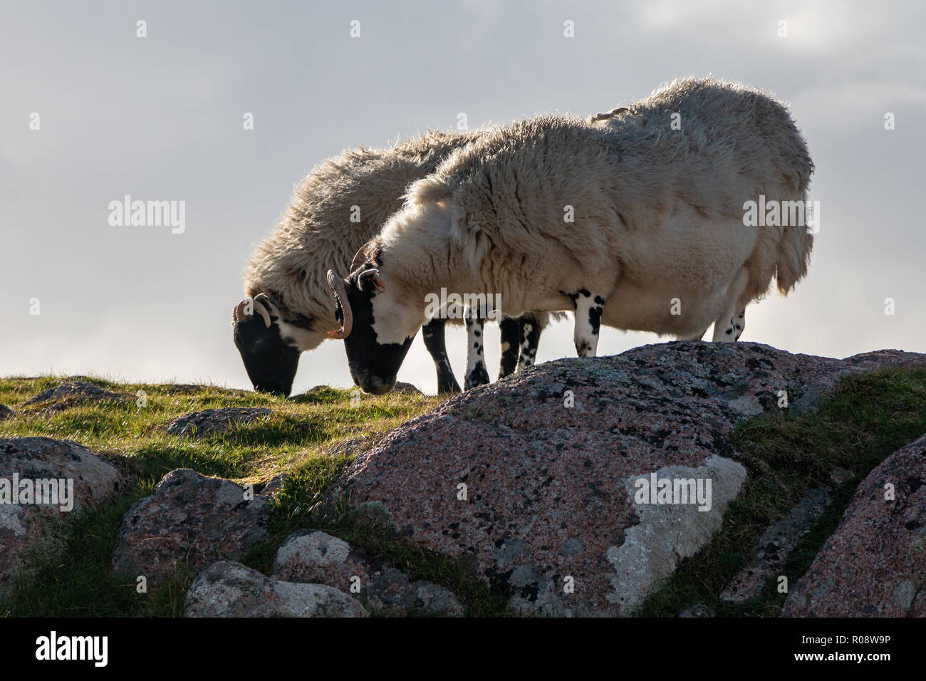 Pair of Rams Stock Photo - Alamy
