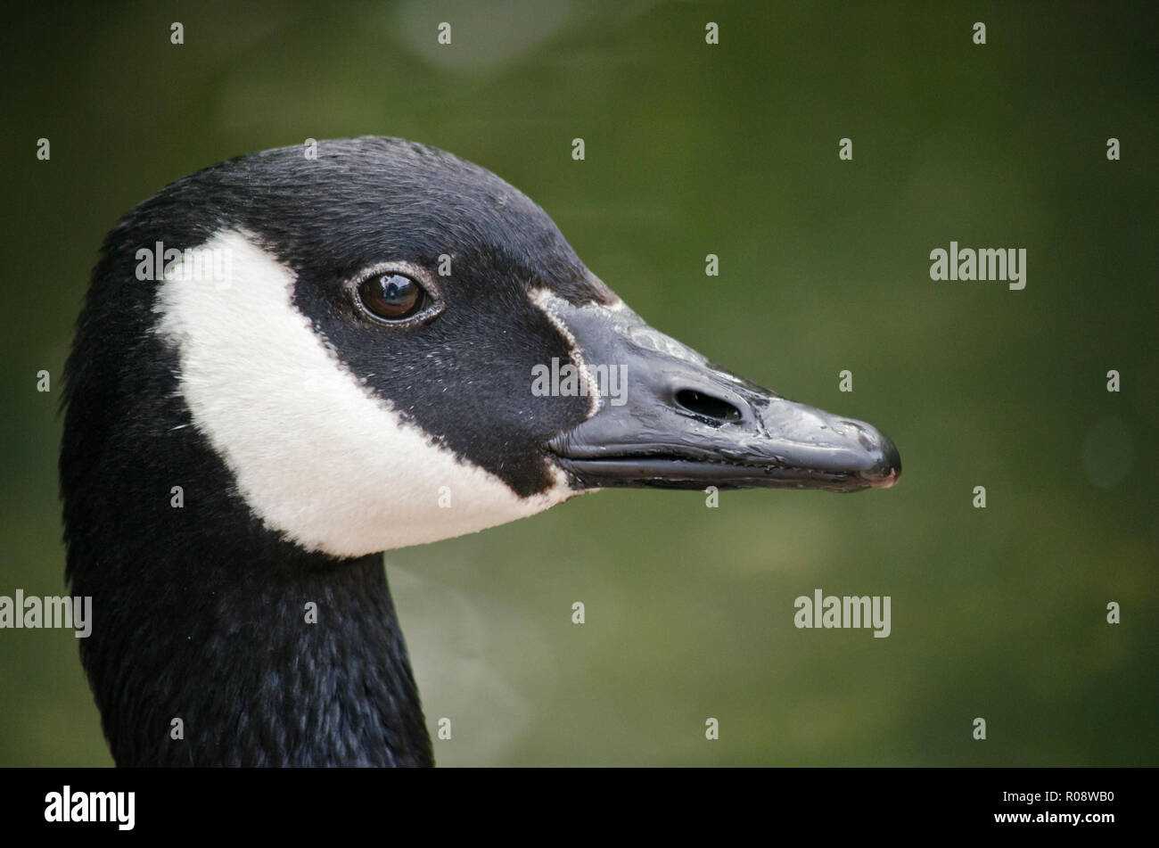 Canadian gander hi-res stock photography and images - Alamy