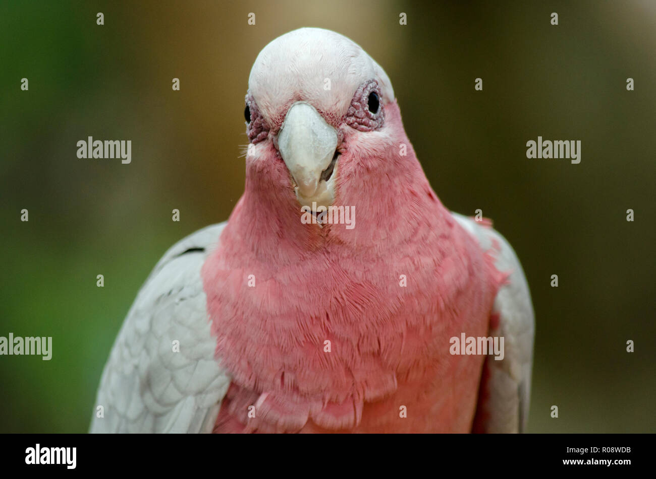 Galah australia hi-res stock photography and images - Alamy