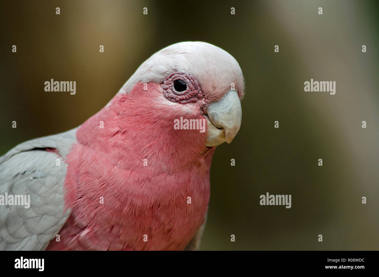 Galah feathers hi-res stock photography and images - Alamy