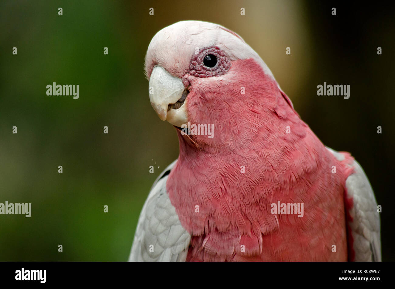 Galah australia hi-res stock photography and images - Alamy