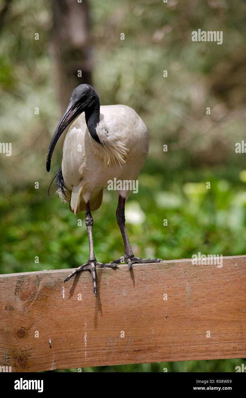 the white ibis is sitting on the fence Stock Photo - Alamy