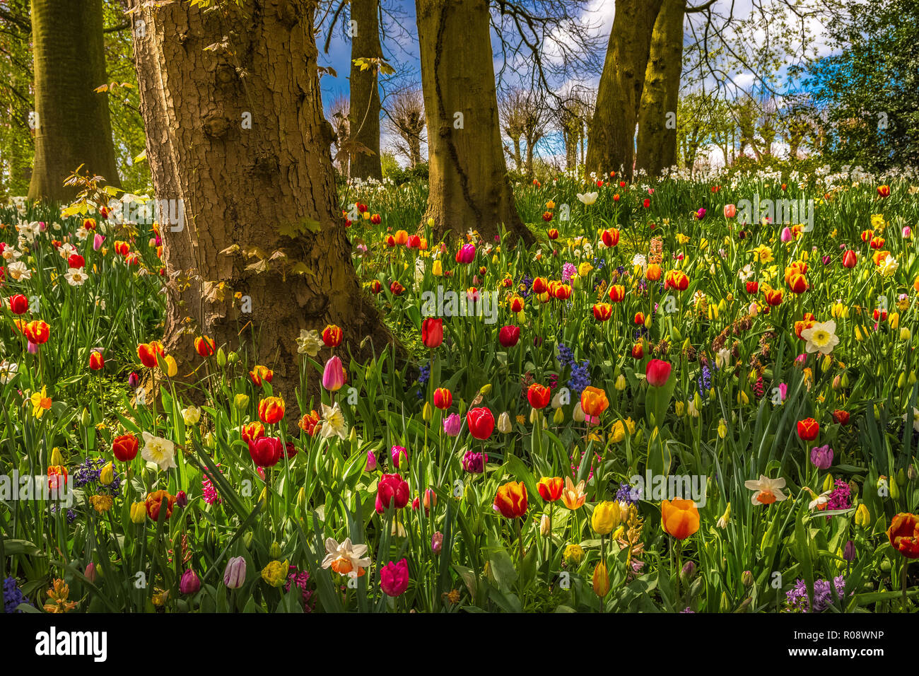 Field of Tulips and Trees at Groot-Bijgaarden Castle, Belgium Stock ...