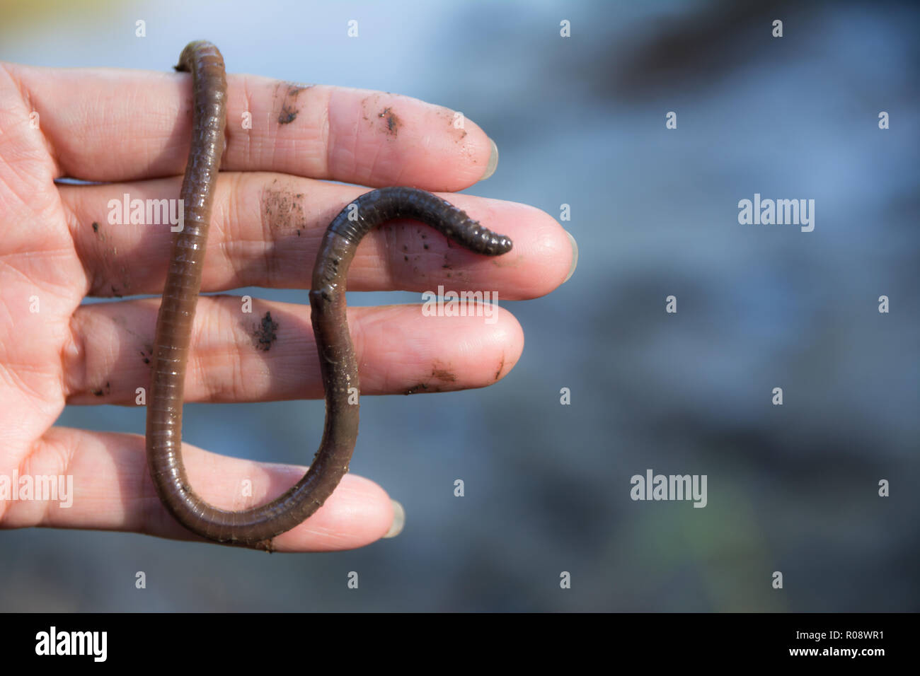 Female hand holding earth worms in her hand on blurred background Stock ...