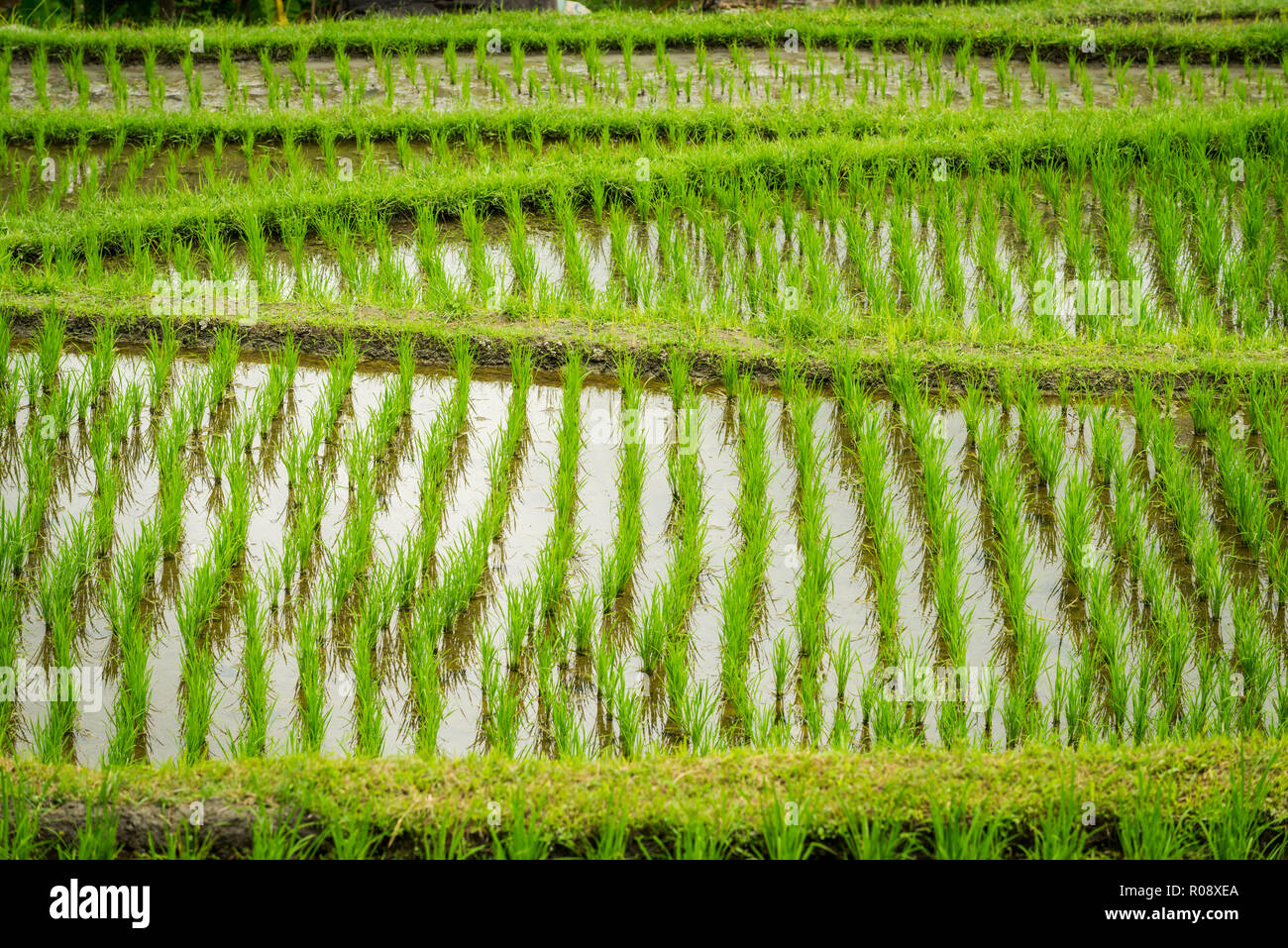 indonesian rice field Stock Photo - Alamy