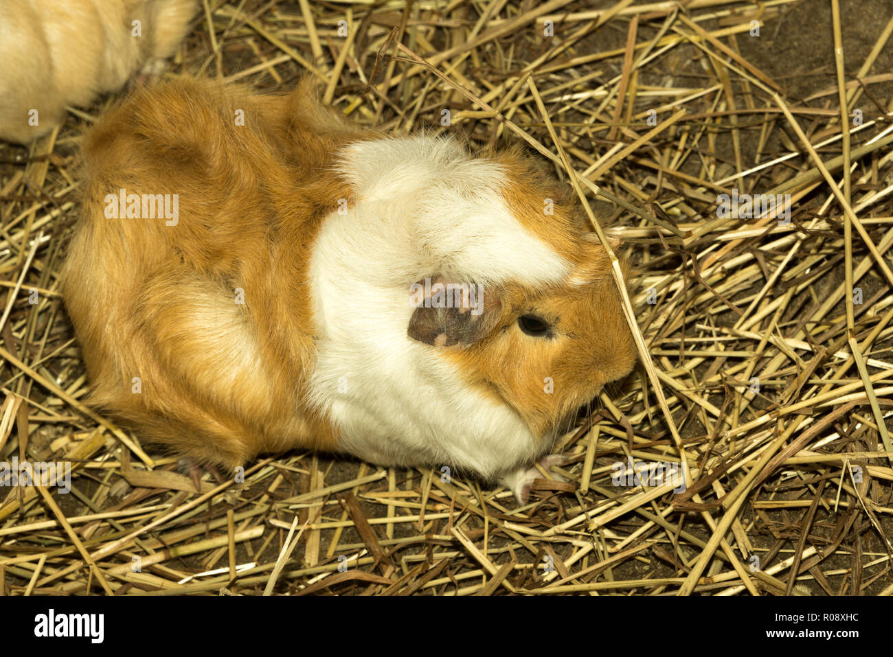 Cavia High Resolution Stock Photography and Images - Alamy
