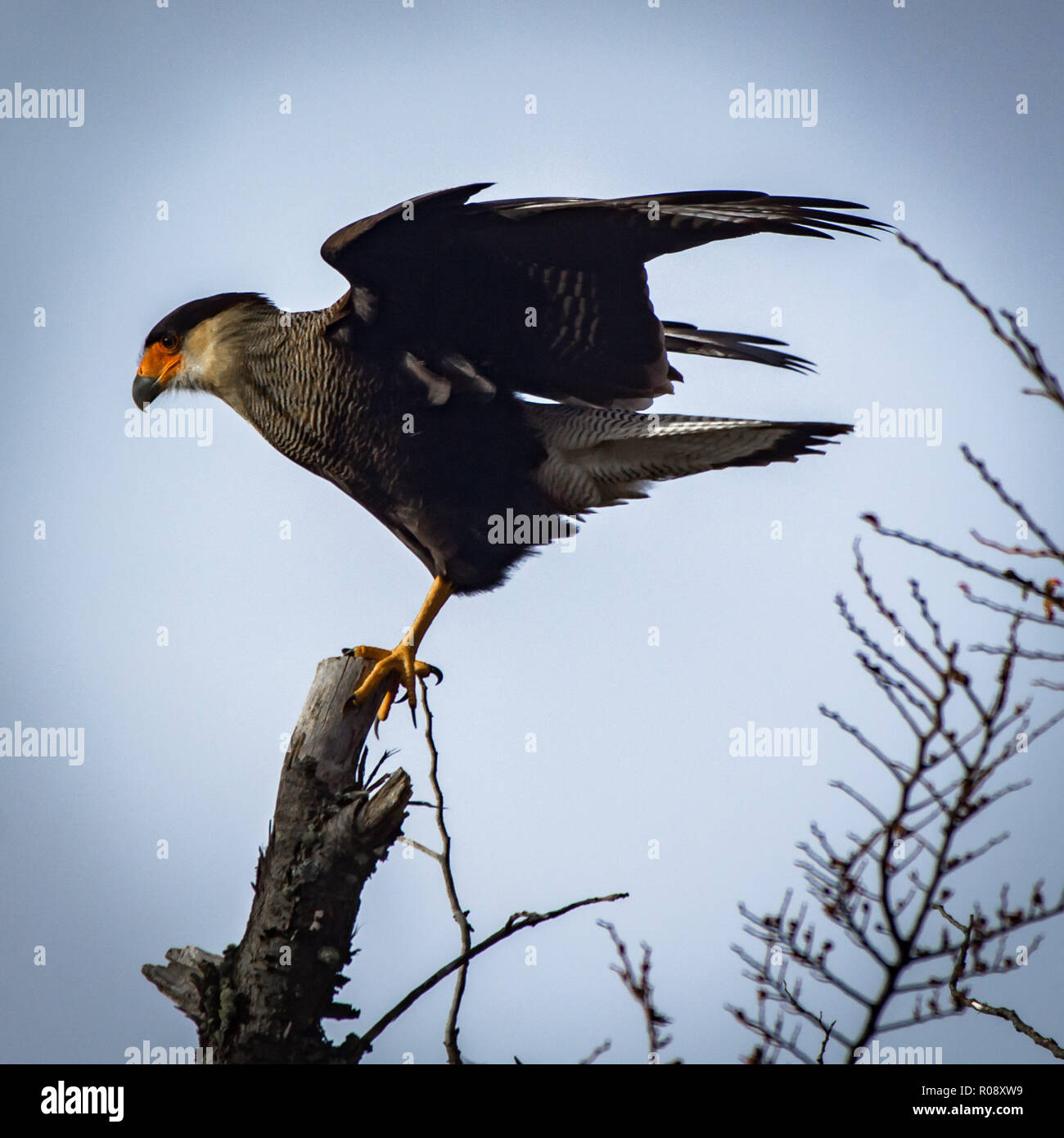 Mexican hawk hi-res stock photography and images - Alamy