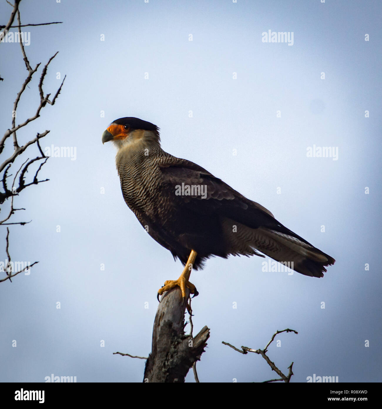 Mexican hawk hi-res stock photography and images - Alamy