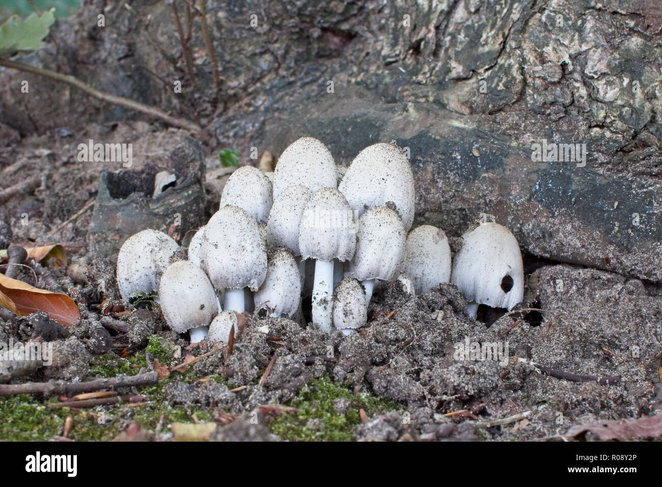 A group of toadstools growing at the base of a tree trunk, Somerset ...