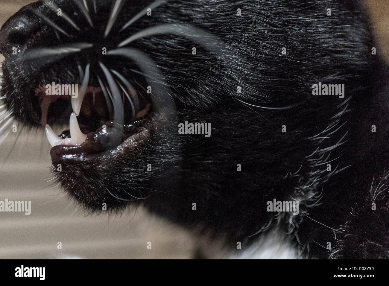A close-up view using a macro lens of a black cat, Che, in London ...
