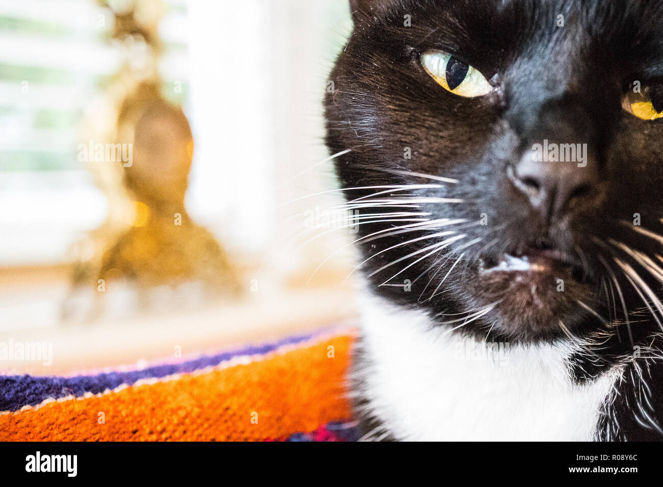 A close-up view using a macro lens of a black cat, Che, in London ...