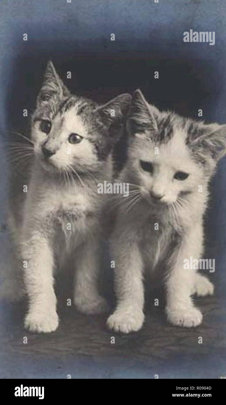 vintage photo of cute kittens Stock Photo - Alamy