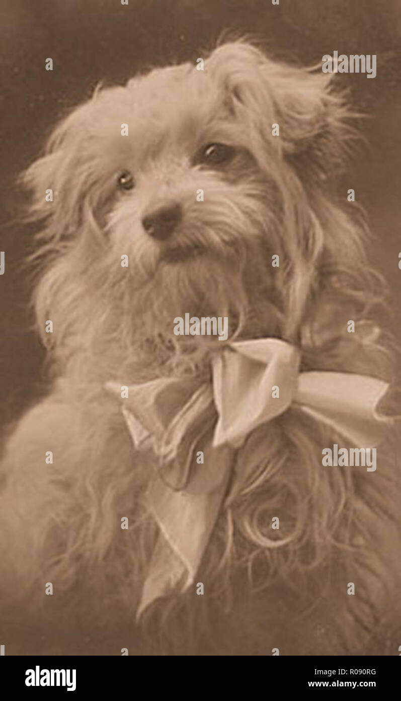 Vintage dog hi-res stock photography and images - Alamy