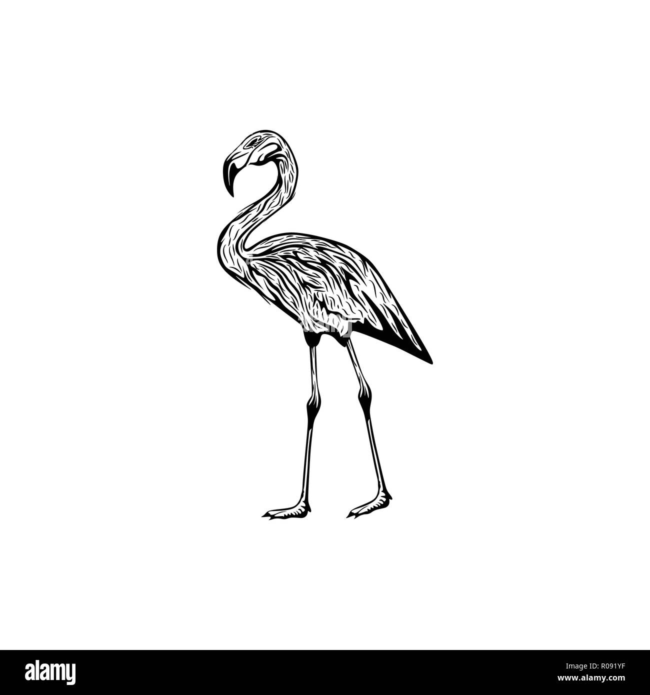 Flamingo set Black and White Stock Photos & Images - Alamy