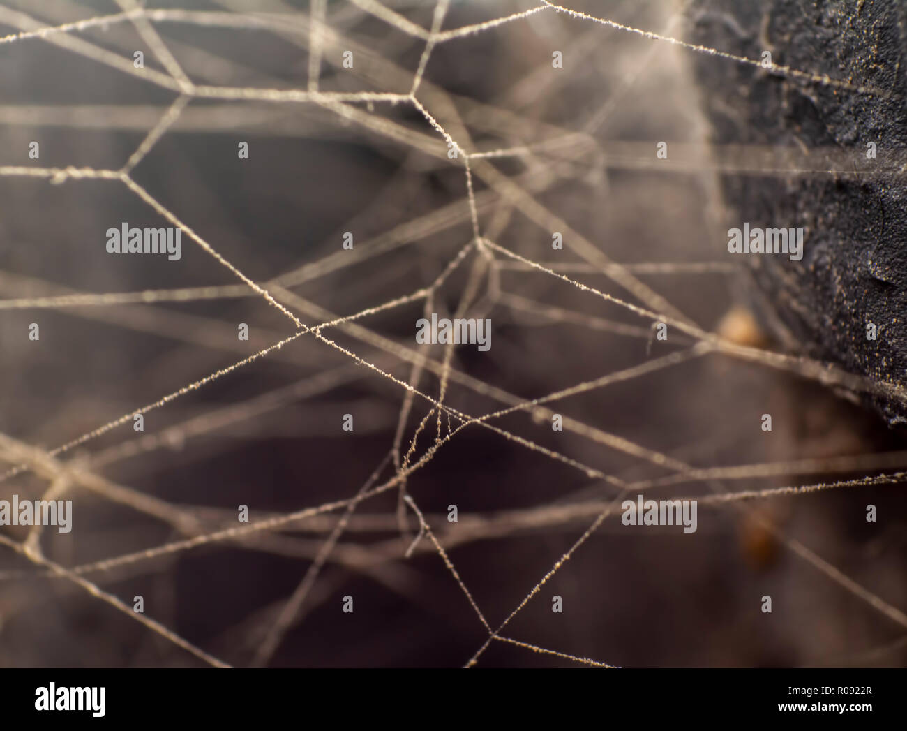 Spider Web Close up background Stock Photo - Alamy