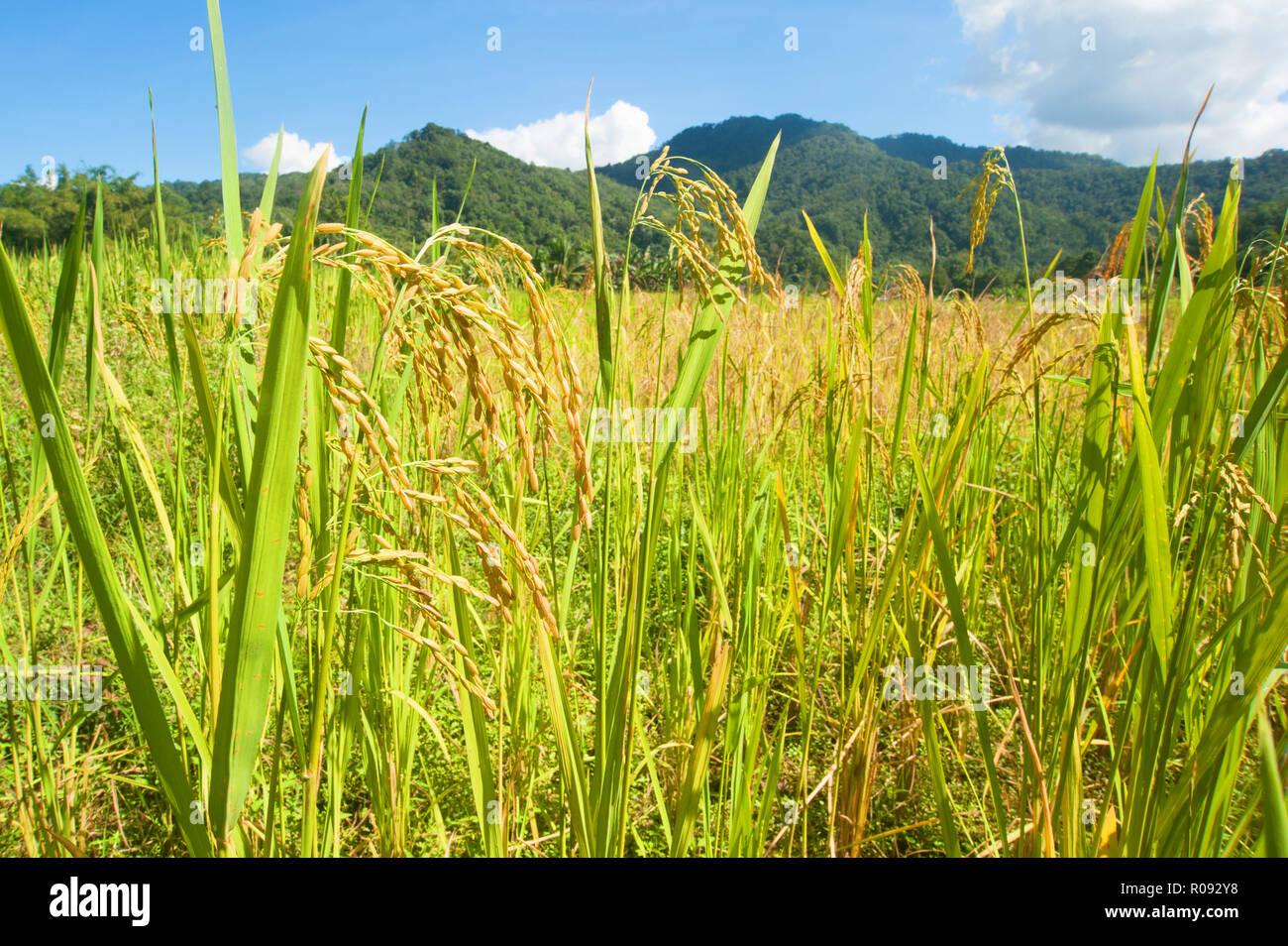 Kaamatan hi-res stock photography and images - Alamy