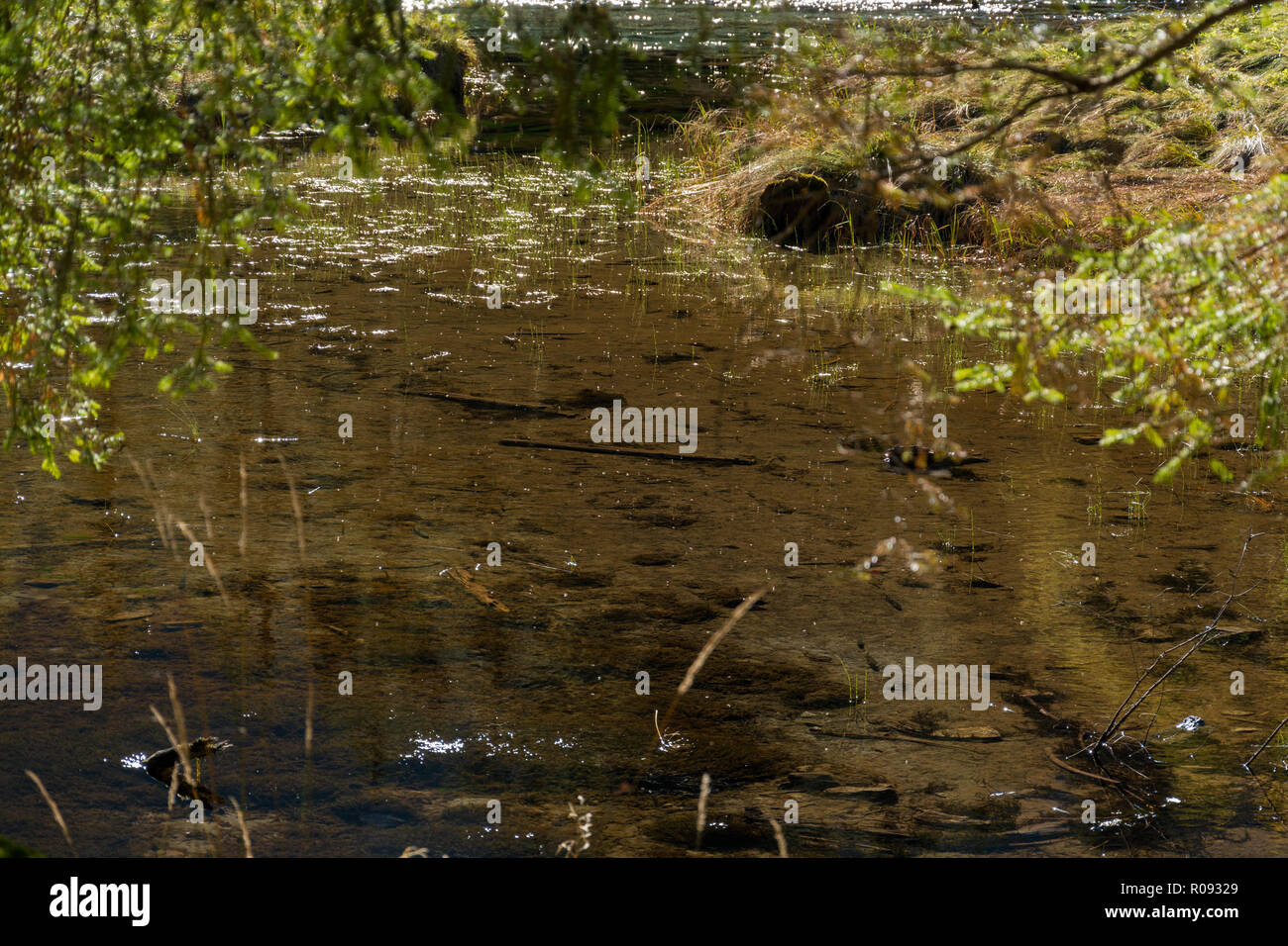 picture of the river , after the rain Stock Photo - Alamy