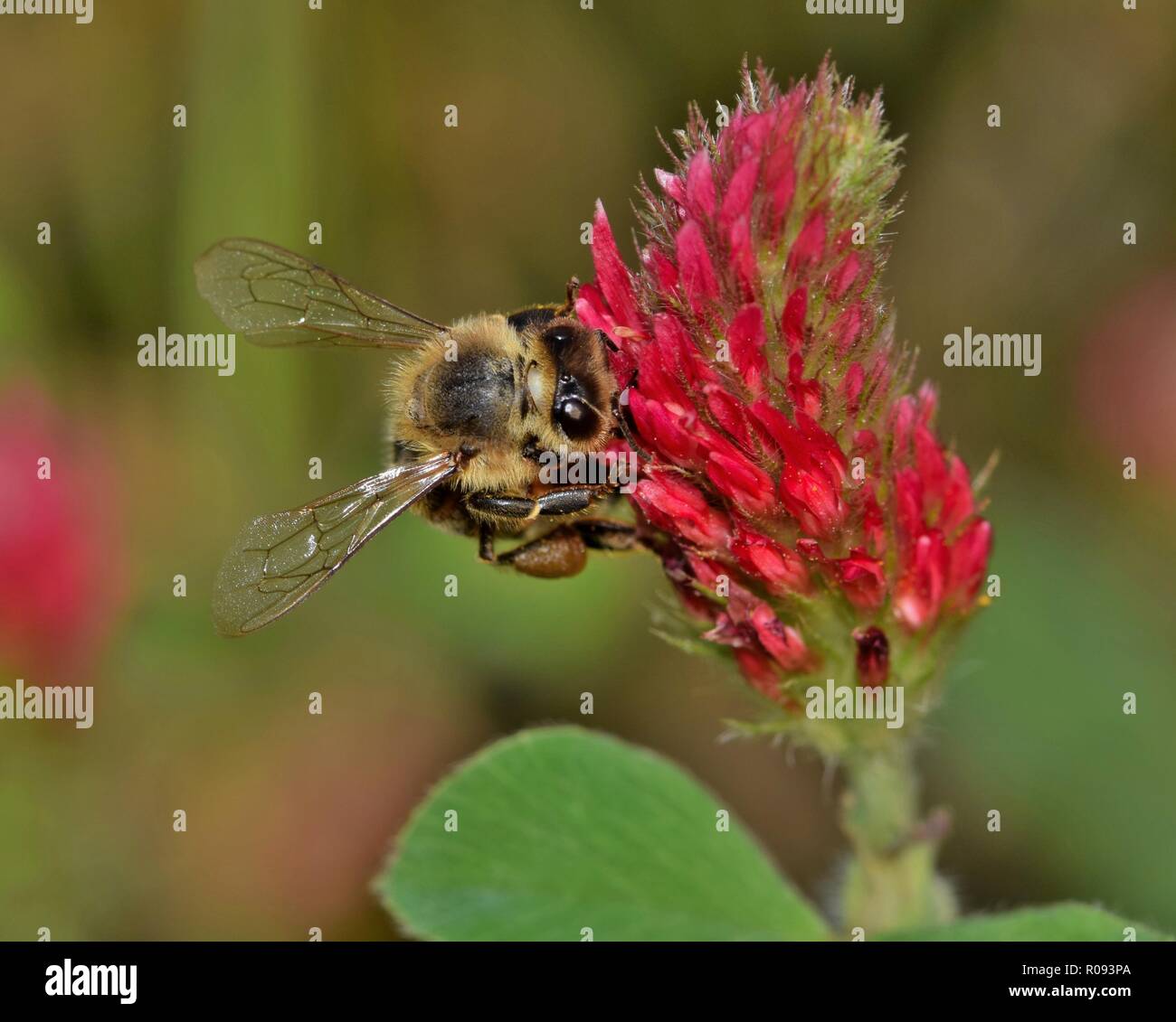 Red Clover Bee High Resolution Stock Photography and Images - Alamy