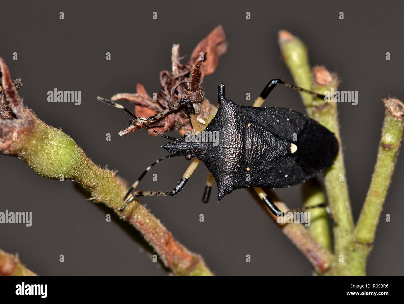 Black Stink bugs (Proxys punctulatus) are relatively uncommon compared ...