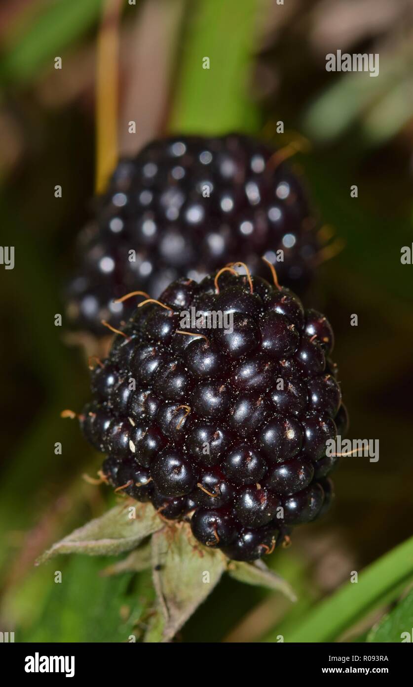 Blackberries grow wild in many parts of the world and tend to fruit ...