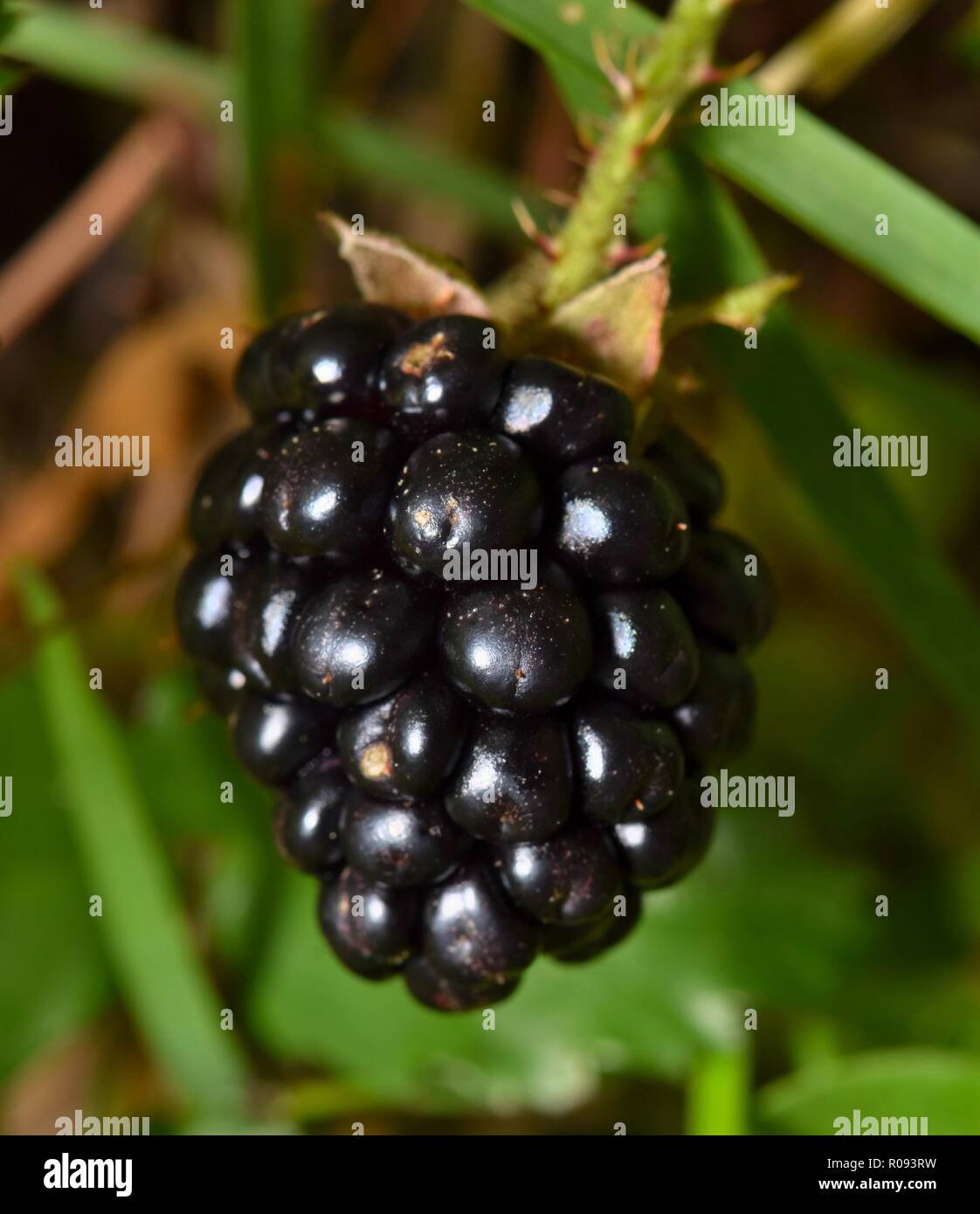 Wildflowers fruit fruits hi-res stock photography and images - Alamy