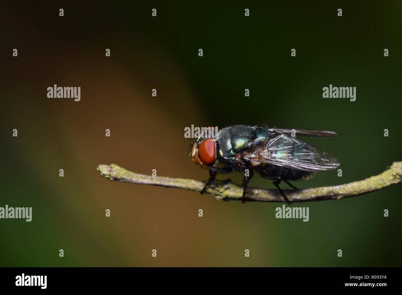 Flying arthropods hi-res stock photography and images - Alamy