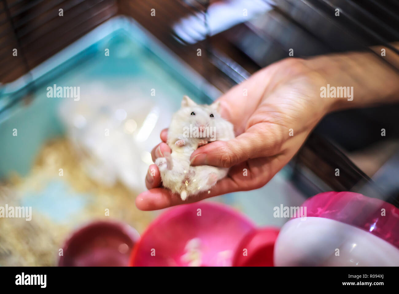 Cute Baby Tricolor Female Exotic Winter White Dwarf Hamster lying ...