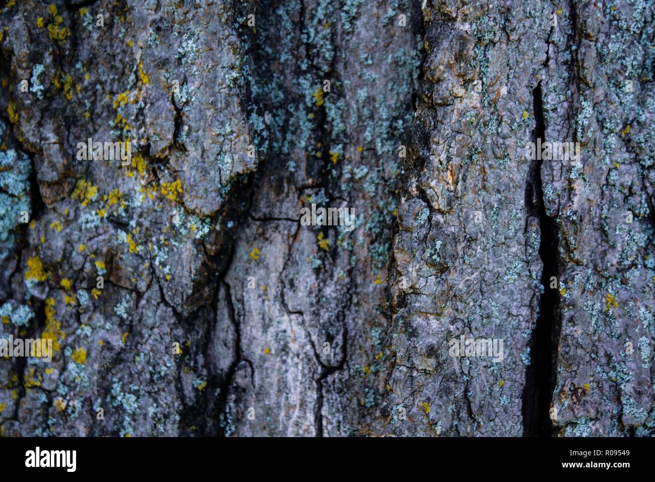 Walnut tree wooden texture hi-res stock photography and images - Alamy