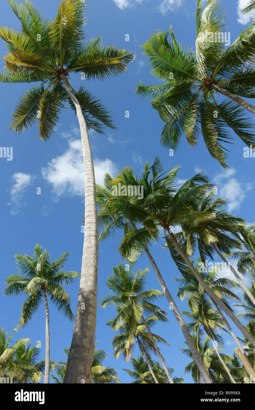 Palm Trees From Below Stock Photos & Palm Trees From Below Stock Images ...