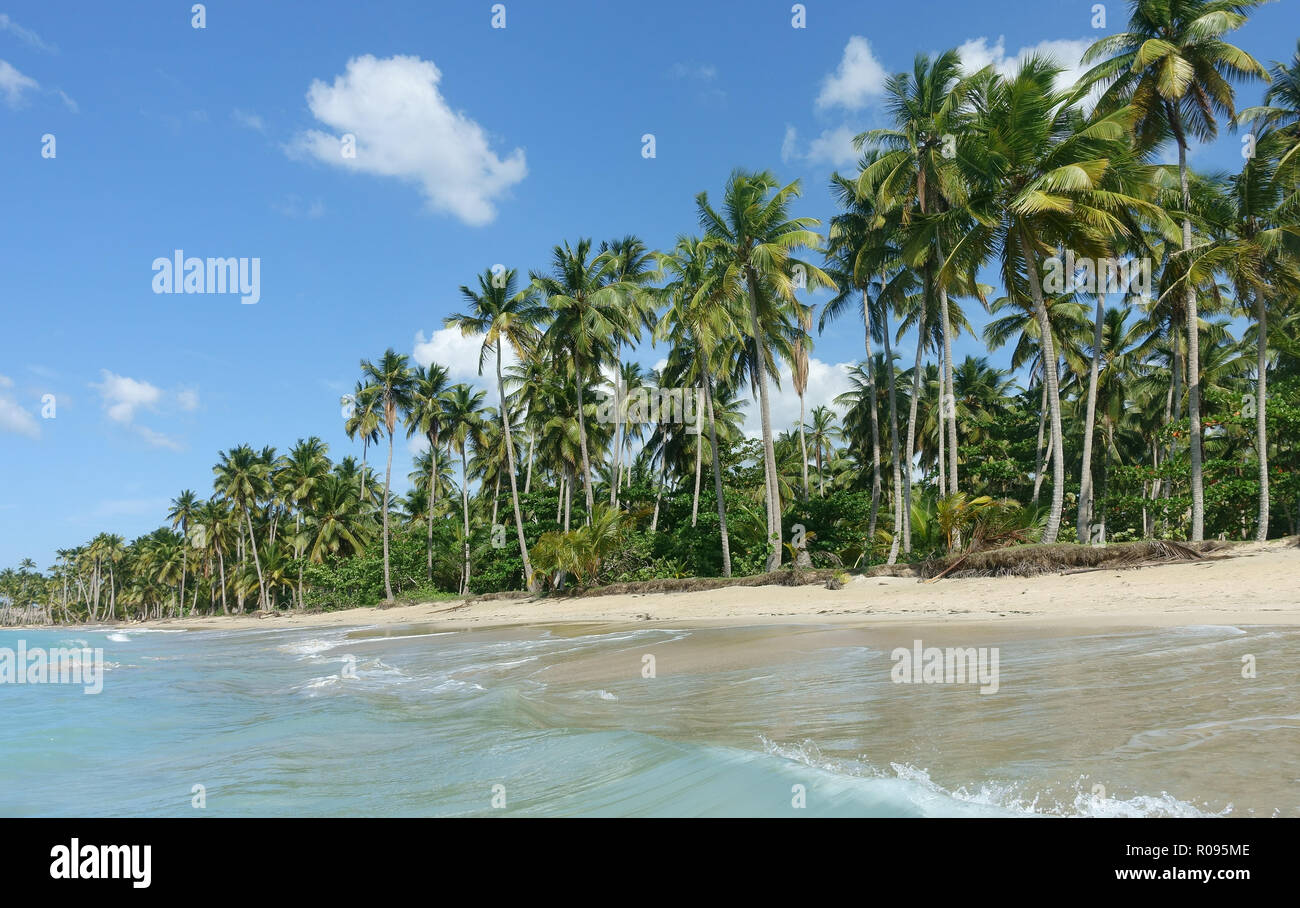 Beautiful natural beach with palm trees, Samana, Dominican Republic ...