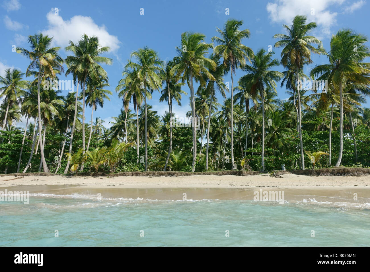 Beautiful natural beach with palm trees, Samana, Dominican Republic ...
