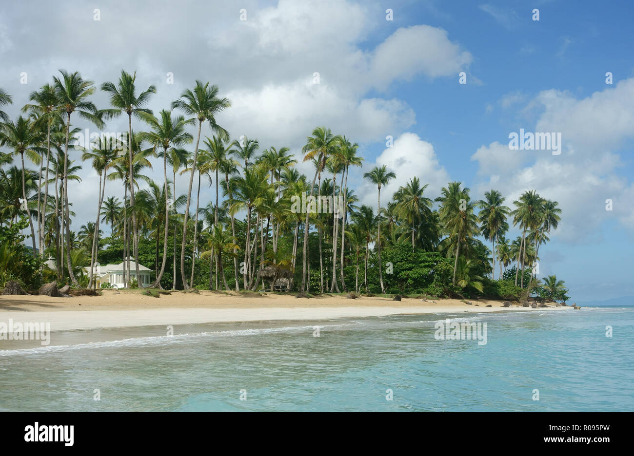 Beautiful natural beach with palm trees, Samana, Dominican Republic ...