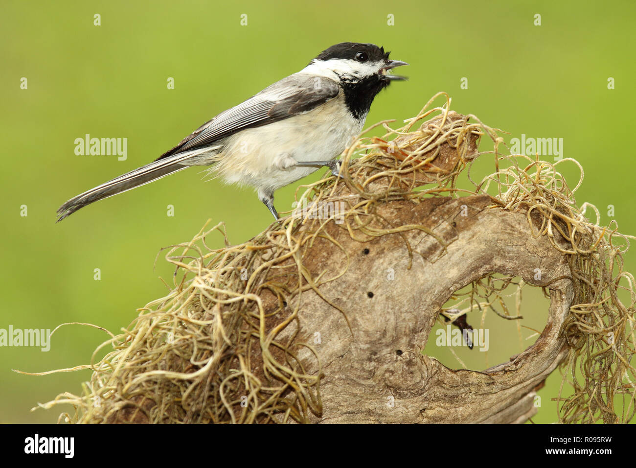 Black capped chickadee calling hi-res stock photography and images - Alamy