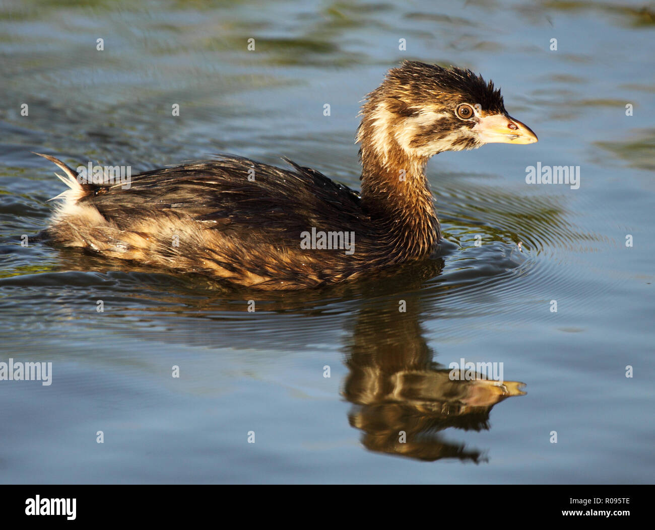 Baby grebe hi-res stock photography and images - Alamy
