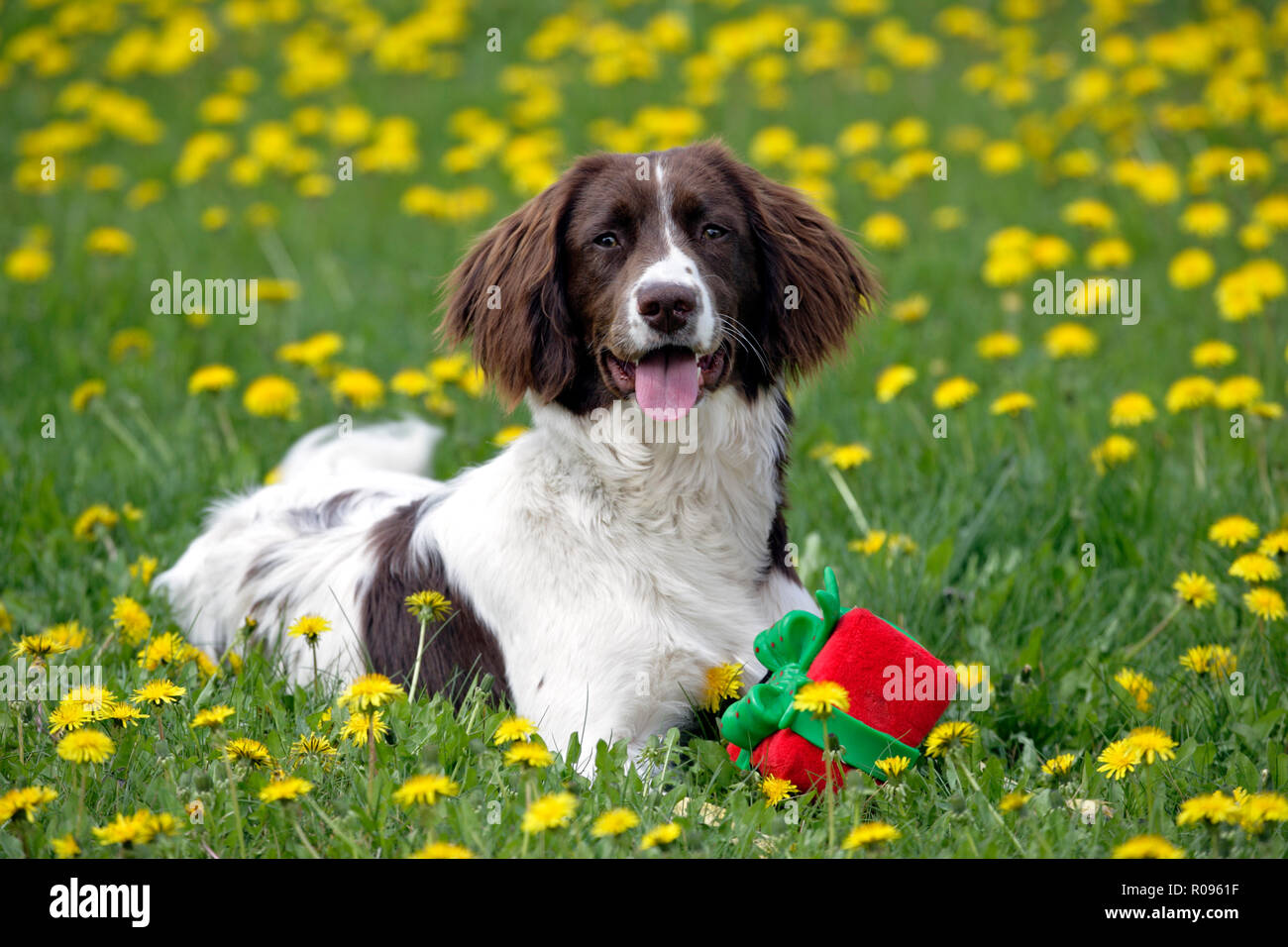 Springer spaniel dog in the flowers hi-res stock photography and images ...